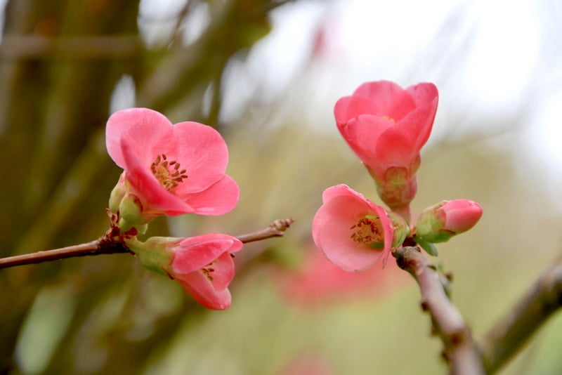 Bốn câu linh chú